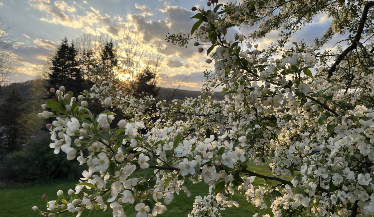 Spring 2024 Seasonal | The Squire